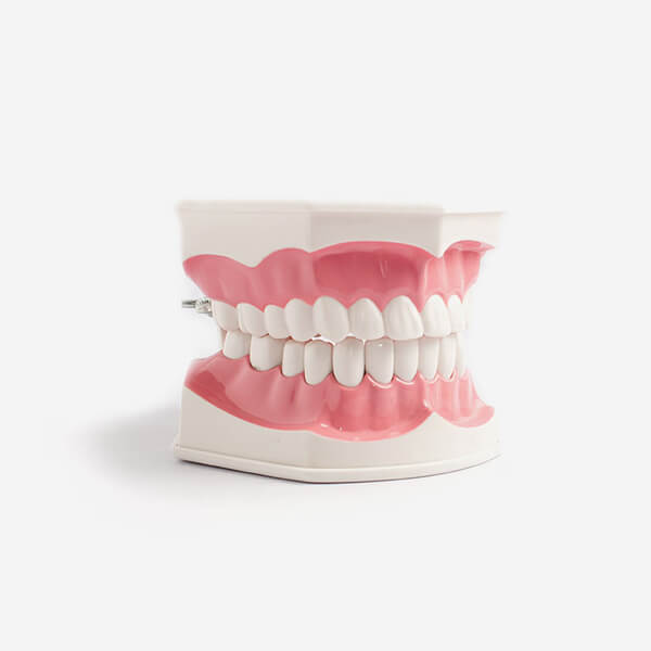 Dental Jaw Model – Pahal Kidney Hospital